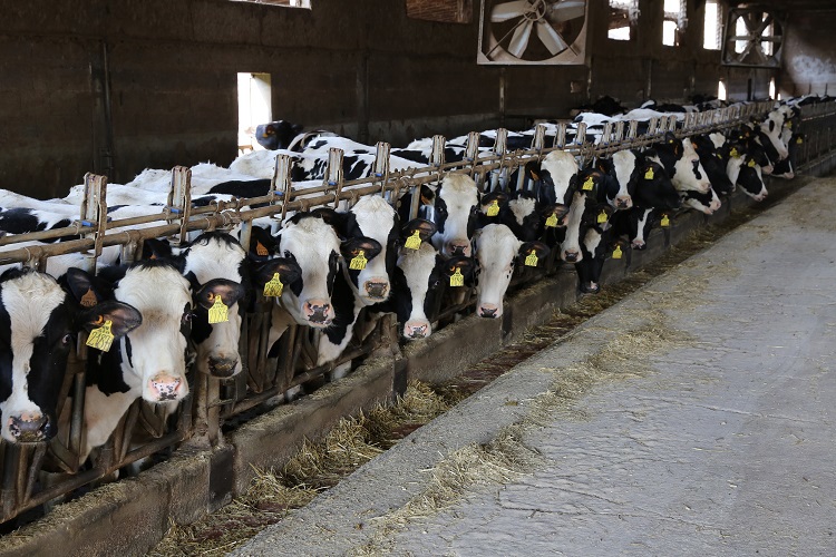 Heifer management towards first breeding - Trouw Nutrition