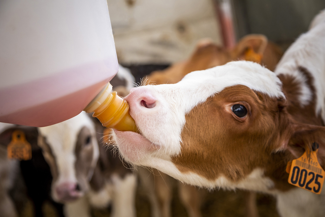 Healthy and Happy Heifers - Trouw Nutrition